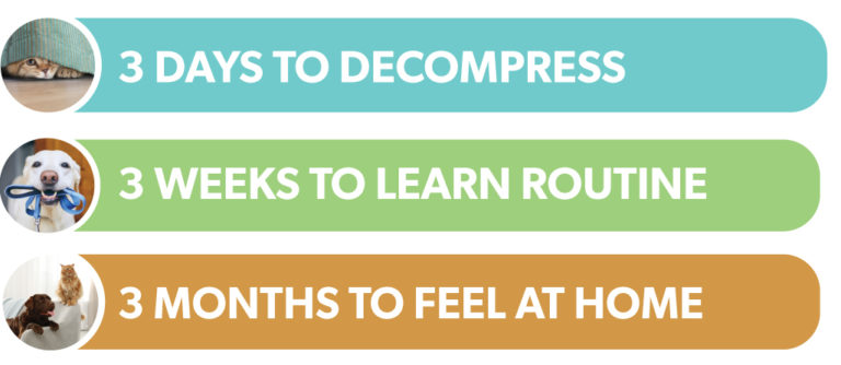 3-3-3 Rule - Regina Humane Society Inc